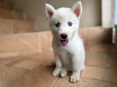 Corotos | OFERTA CACHORRO HUSKY HEMBRA EN SANTO DOMINGO Y VA
