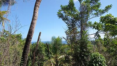 Corotos | TERRENO EN MEDIO DE PARAISO ECOLOGICO EN EL FRANCES, SAMANA ...
