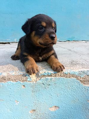 Corotos | Rottweiler hembras y machos. Dog, pet, mascotas, cachorro ...