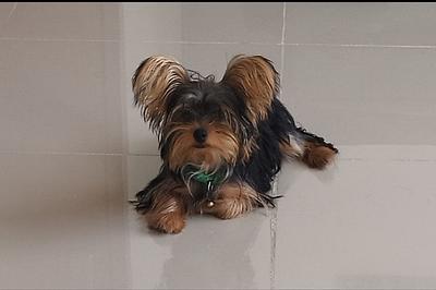 Corotos | Yorkie macho