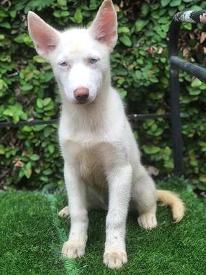 Corotos | OFERTA CACHORRO HUSKY HEMBRA EN SANTO DOMINGO Y VA