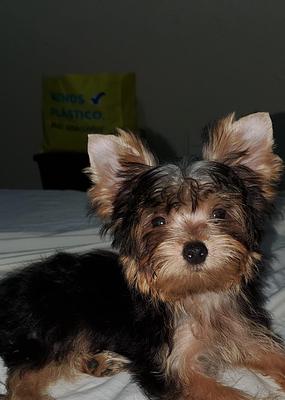 Corotos | OFERTA CACHORRO YORKIE MACHO EN SANTO DOMINGO