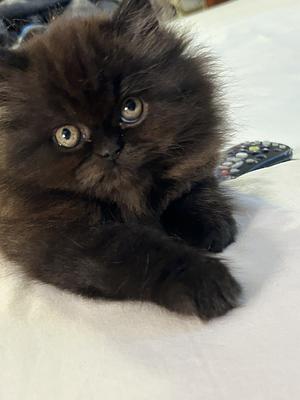 Corotos | Hermosa gata persa chocolate