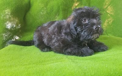 Corotos | Perrito Shipoo