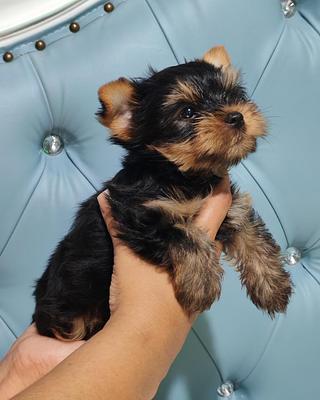 Corotos | OFERTA CACHORRO YORKIE MACHO SE ENTREGA CON TODO A