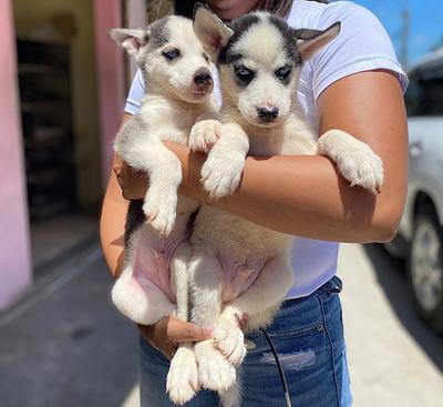 Corotos | OFERTA CACHORRO HUSKY MACHO EN SANTO DOMINGO Y VACUNA AL DIA