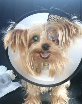 Corotos | Yorkie macho excelente genética