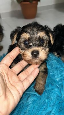 Corotos | OFERTA CACHORRO YORKIE MACHO EN SANTO DOMINGO Y VA