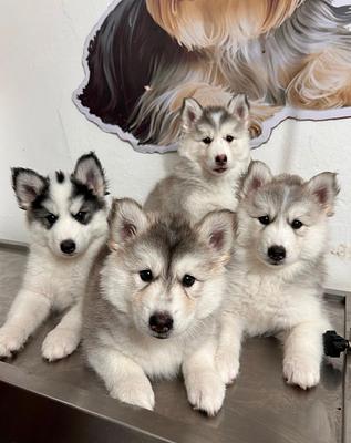 Corotos | OFERTA CACHORRO HUSKY HEMBRA EN SANTO DOMINGO Y SE