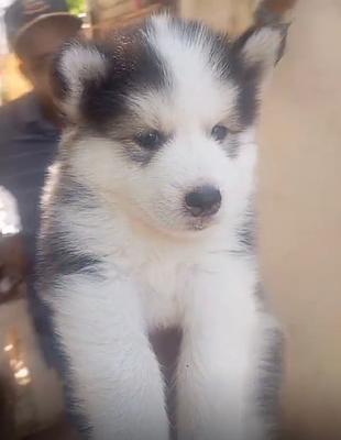 Corotos | OFERTA CACHORRO HUSKY MACHO EN SANTO DOMINGO Y SE