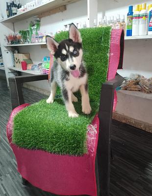 Corotos | OFERTA CACHORRO HUSKY HEMBRA EN EN SANTO DOMINGO Y