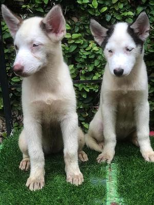 Corotos | OFERTA CACHORRO HUSKY HEMBRA EN SANTO DOMINGO Y VA