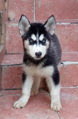Corotos | OFERTA CACHORRO HUSKY HEMBRAA EN SANTO DOMINGO SE