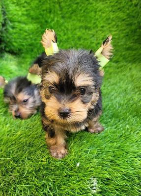 Corotos | OFERTA CACHORRO YORKIE MACHO EN SANTO DOMINGO