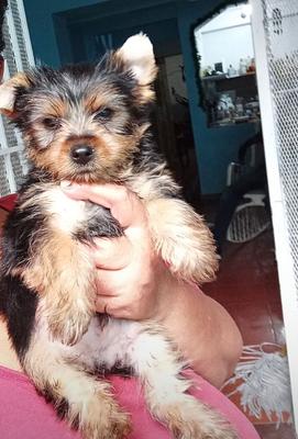 Corotos | OFERTA CACHORRO YORKIE MACHO EN SANTO DOMINGO Y VACUNA AL DIA