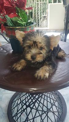 Corotos | OFERTA DE CACHORRO YORKIE MACHO EN SANTO DOMINGO CON SUS VACUNAS