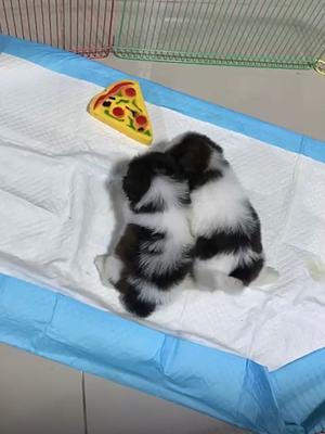 Corotos | OFERTA CACHORRO SHIHI TZU HEMBRA SE ENTREGA CON TO